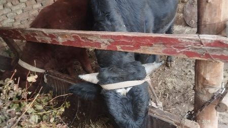Hokiz sotiladi narxini kelishamiz