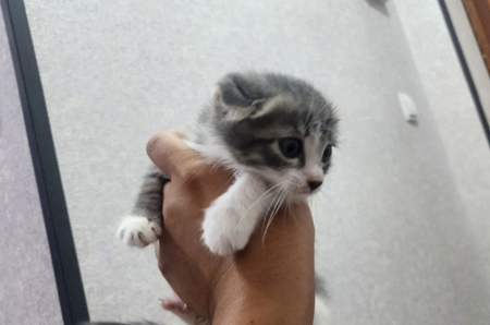 Продаётся Котёнок Скотч.