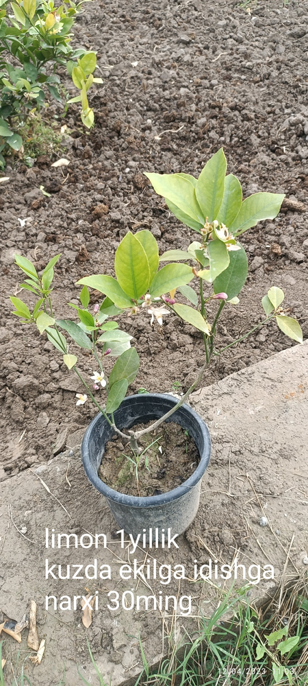 Gullagan limon koʻchatlari