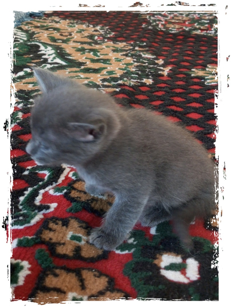 Продам котят 2 месяца,