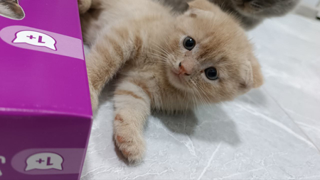 Продаётся котенок