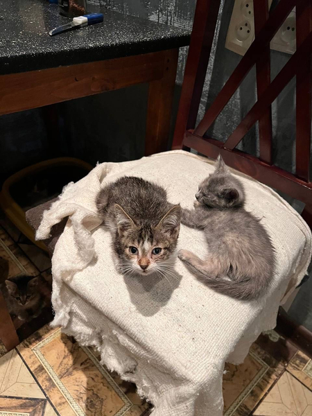 Бесплатно котята в ответственные руки
