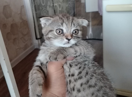 Скоттиш фолд котёнок шотландский вислоухий котята