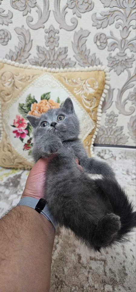 Продаётся Британский коротко шерсть и вислоуха