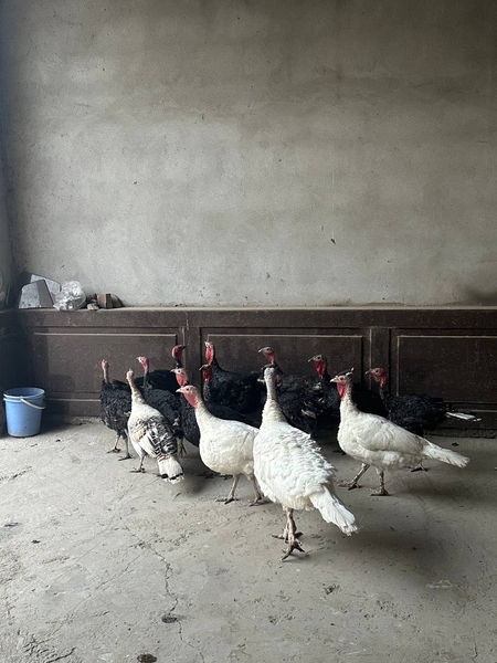 Срочно продам индюков