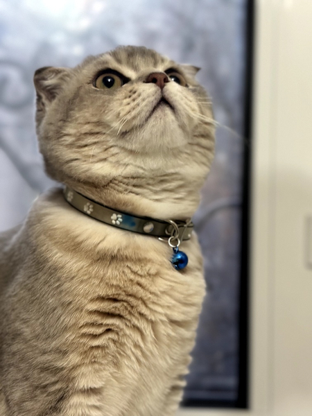 Сватим кота с пародистим кошкам