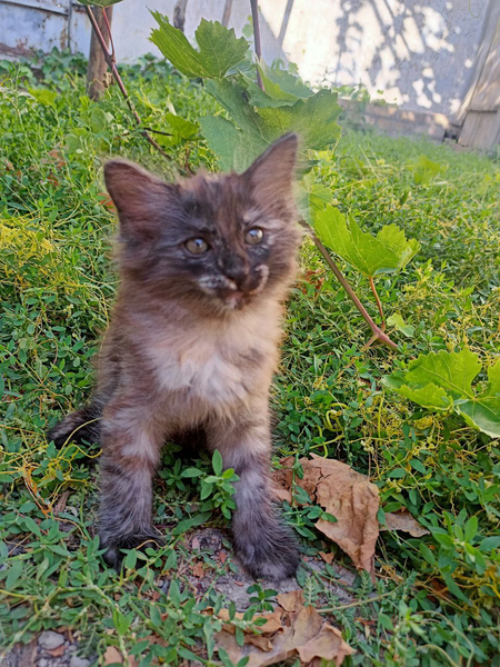 Отдам котенка в хорошие руки