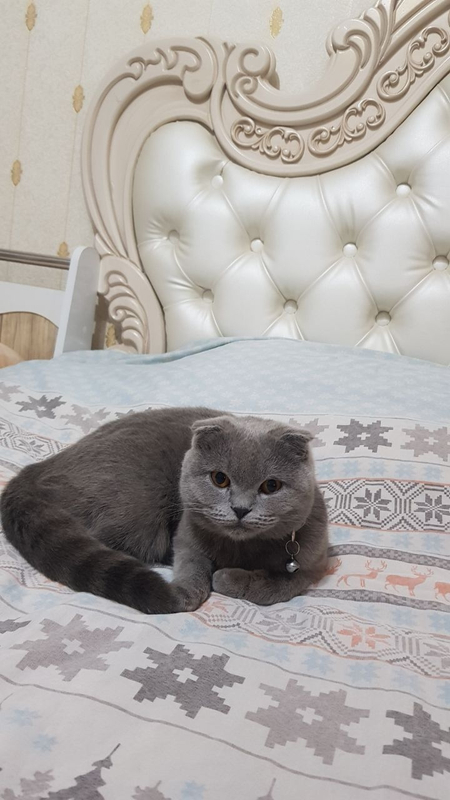 Scottish fold правильная вязка