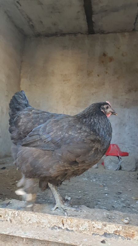 Tovuq xurozlar sotiladi