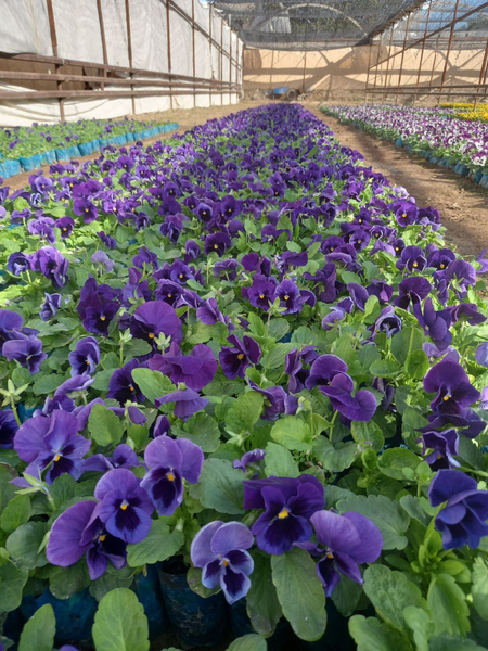 Kuzgi Viola gullari