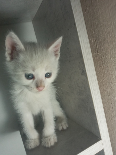 Породистый котёнок