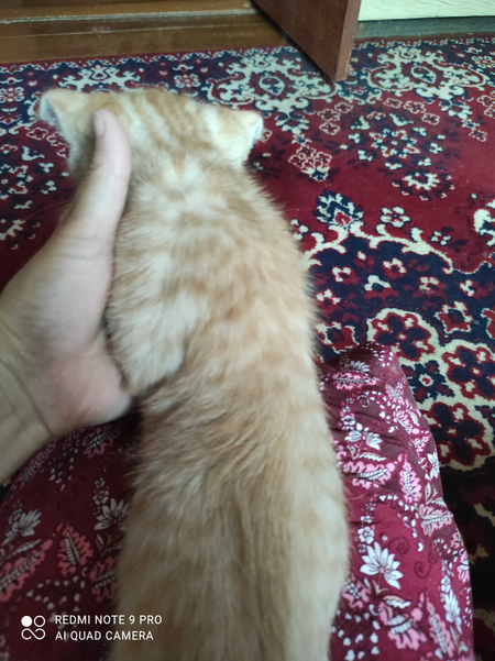 Котенок мальчик 3 месяца, породистый