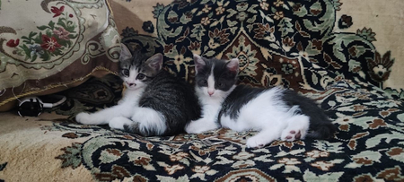Продаются 3 ласковых котят