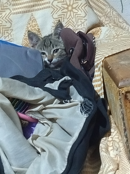 Котёнок для добрых людей