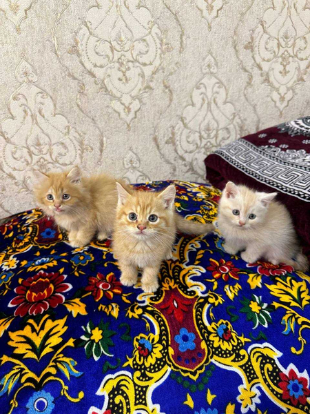 Mushuk bolalari sotiladi