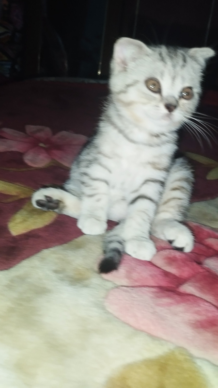 вислоухие котята