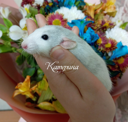 Крысы хаски ручные