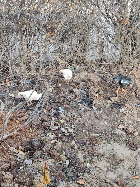 Ko shamo xoroz tovuqlari