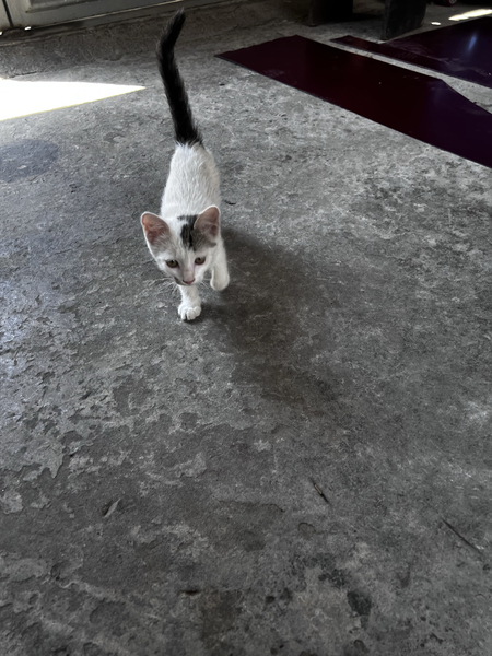 Кошка mushuk sotiladi