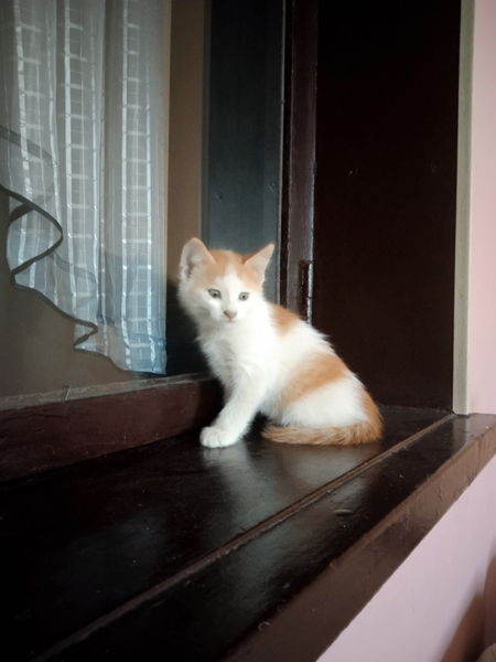 Отдам котят в хорошие руки