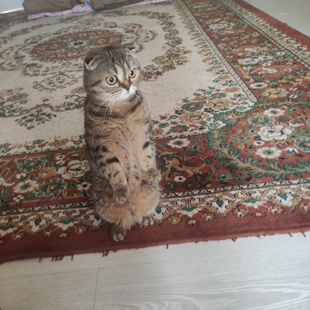 Кошка  вислоухая