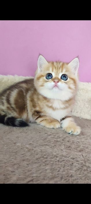 Золотая шиншилла