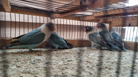 Nerazlushka Maska opaline