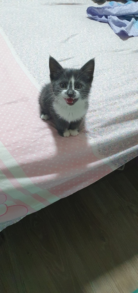 Котенок 2 месяца