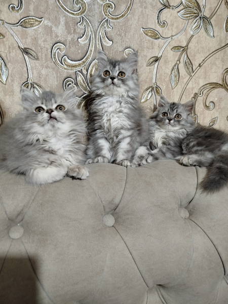Скоттиш страйт шотландцы