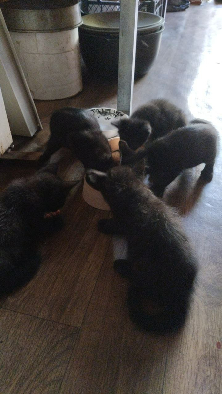Отдаются котята в добрые руки