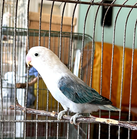 Blue euwing opaline (tiffany) 6 месяцев