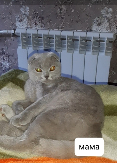 Продаются котята