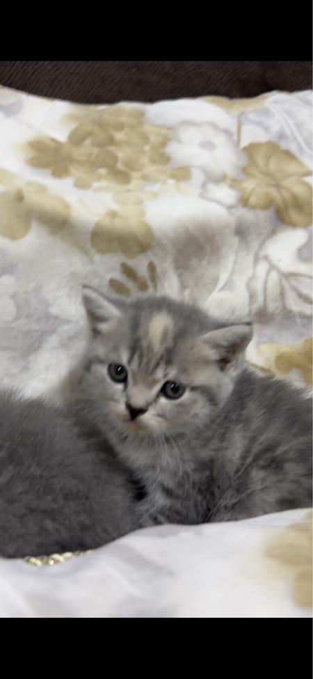 британский котёнок скотиш страйт