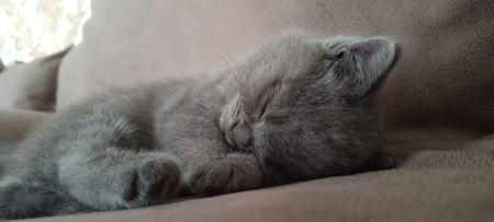 British shorthair cat