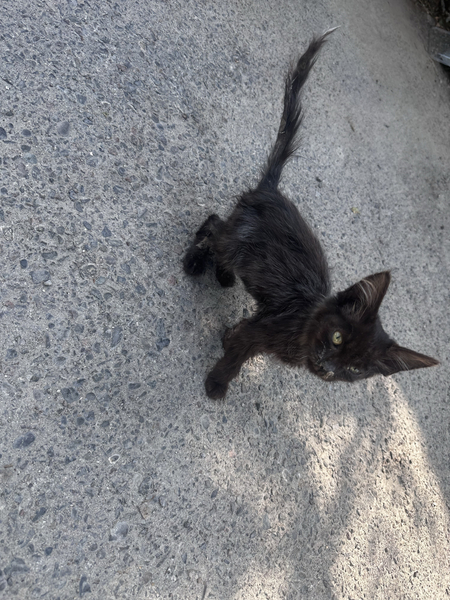 Описание* Котёнок чёрный красивый ласковый