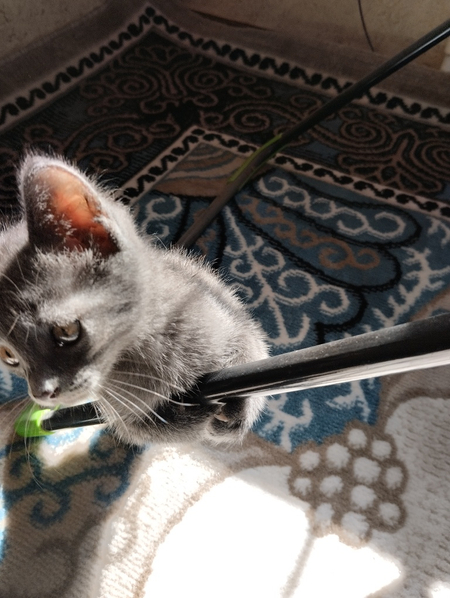 Котёнок породистый
