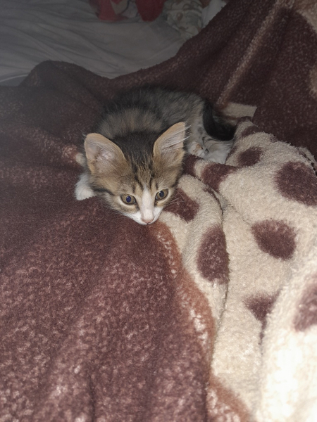 Милая кошечка Луиза