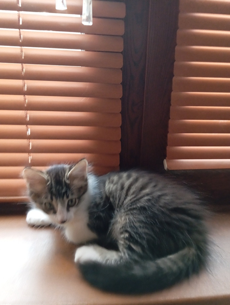 Котик, отдам в хорошие руки