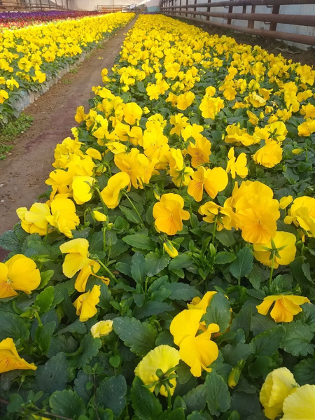Viola F1 gullarimiz sotuvda