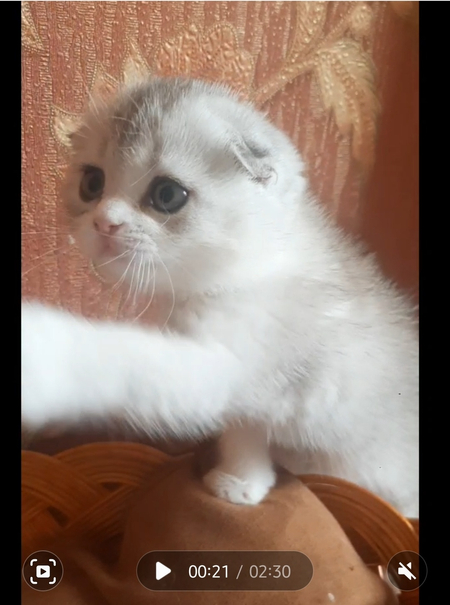 Мальчики скоттиш фолд