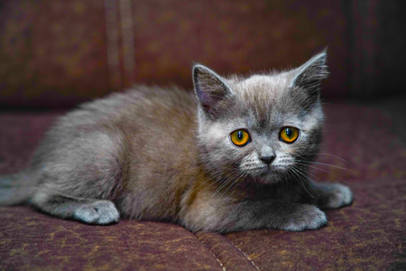 Продаются котята,породистые