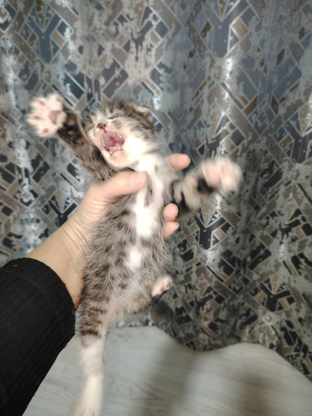 Вислоухий котёнок