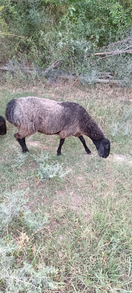 Qõylar sotiladi Qarshi