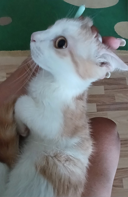 Домашние котята, мальчики, 4 месяца, к лотку приучены, чистые и умные