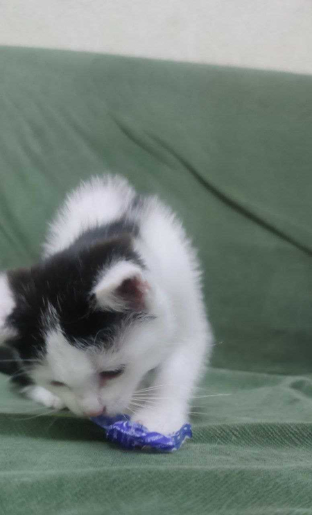 Котенок (девочка)