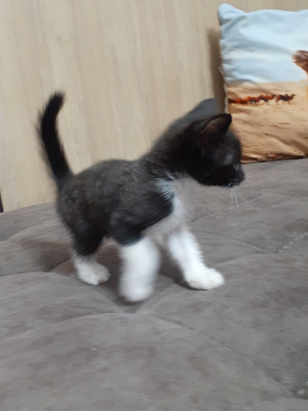 ПРОДАЮТСЯ котятки / 1,5 месяца