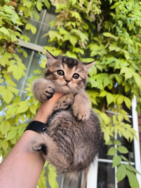 Продам котят Скотиш страйт