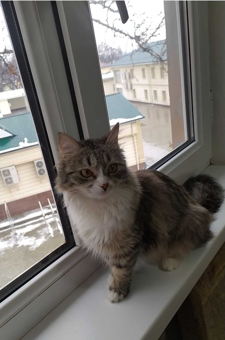 Продётся кошка порода МАНЧКИН