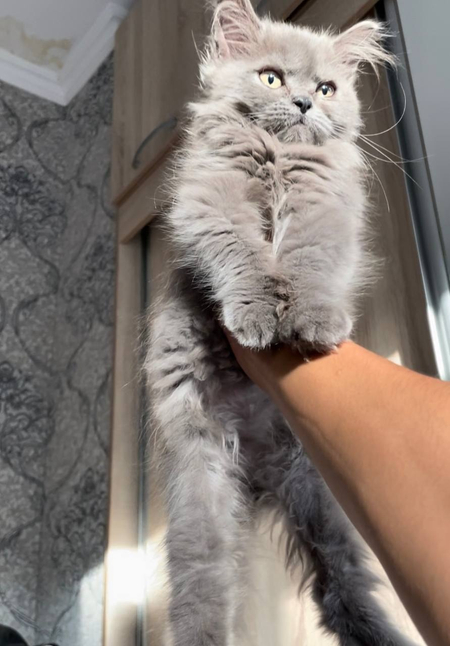 Британский длинношерстный кот