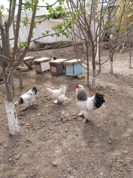 Brama tuxumlari bor